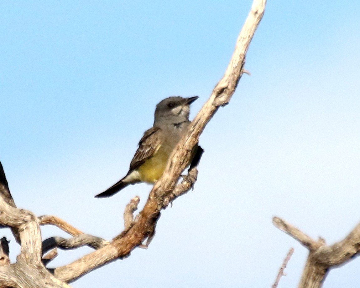 eBird Checklist - 26 May 2018 - Ash Canyon Bird Sanctuary (closed ...