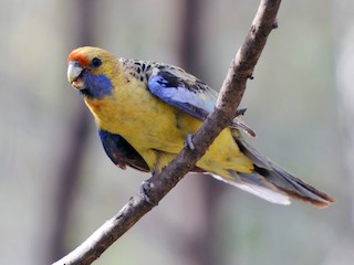 Crimson Rosella - eBird