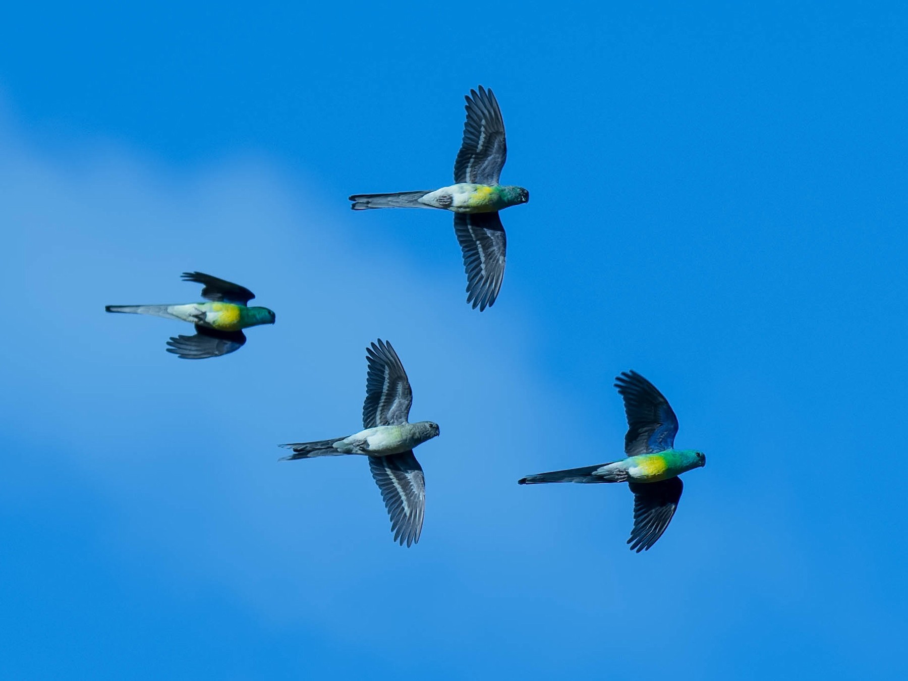 Red-rumped Parrot - eBird