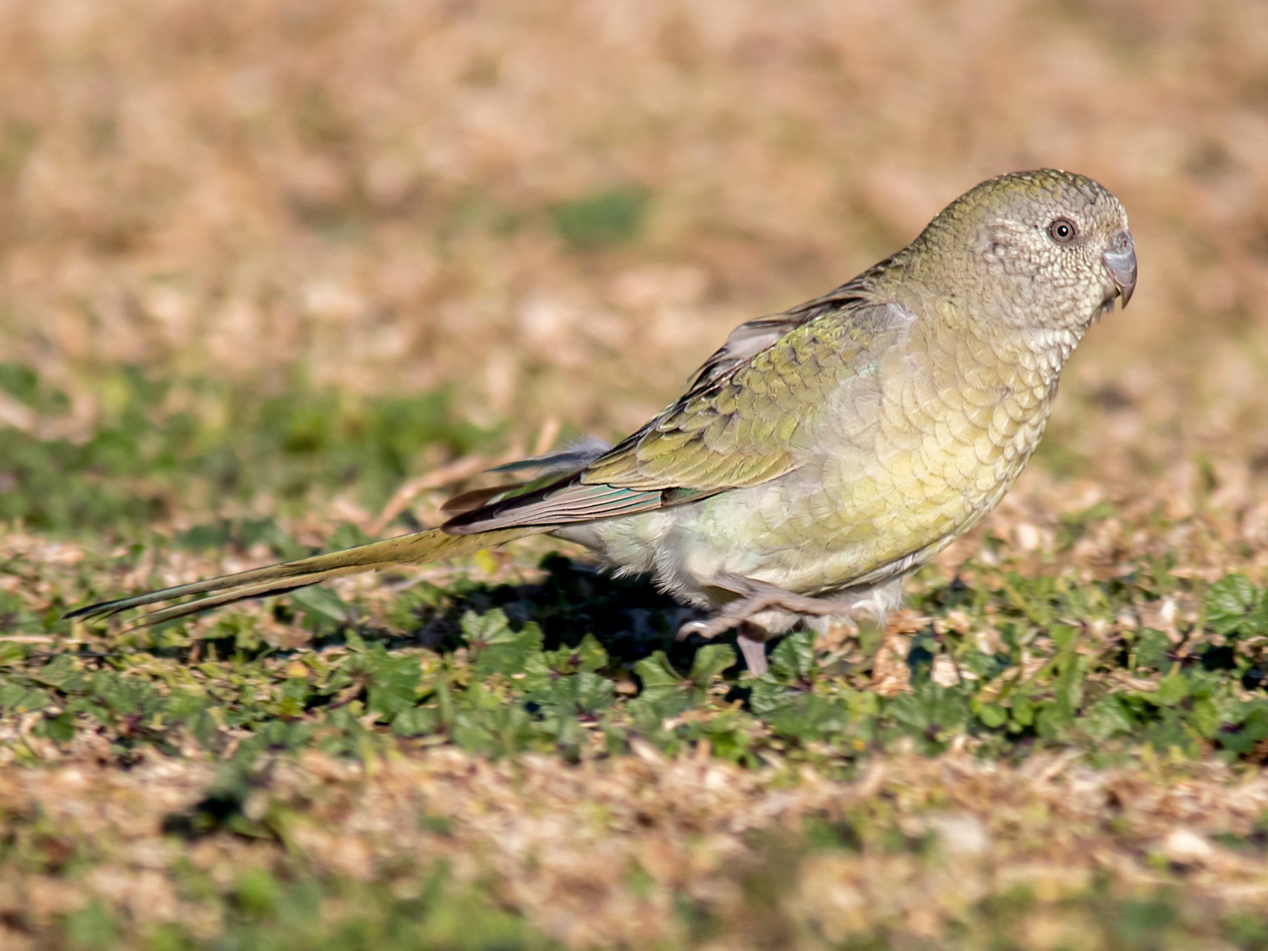 Red-rumped Parrot - eBird