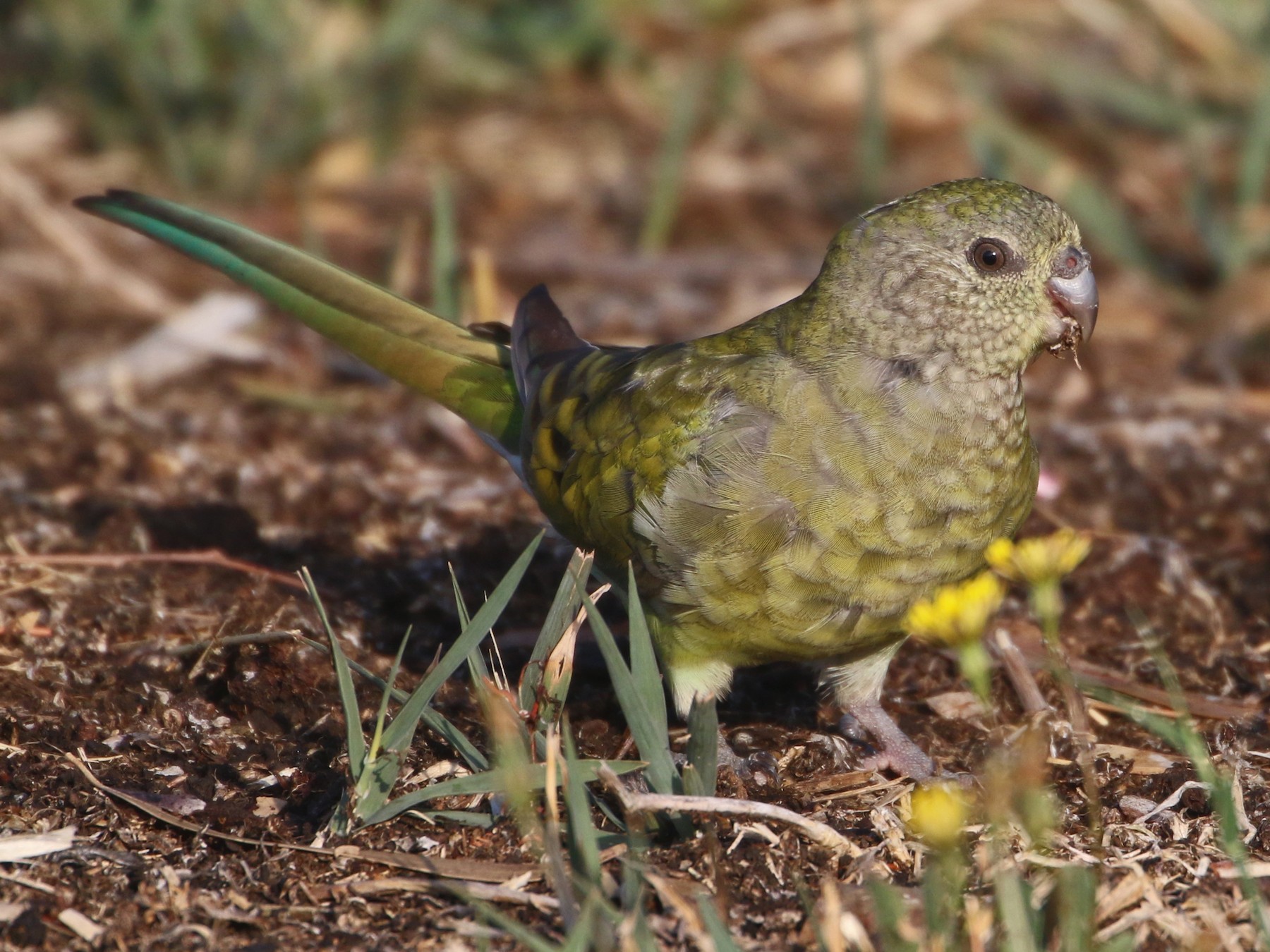 Red-rumped Parrot - eBird