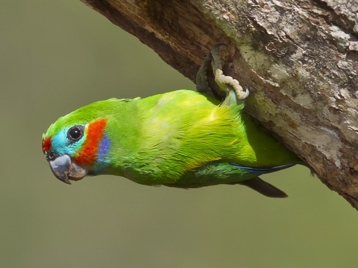 Double-eyed Fig-Parrot - eBird