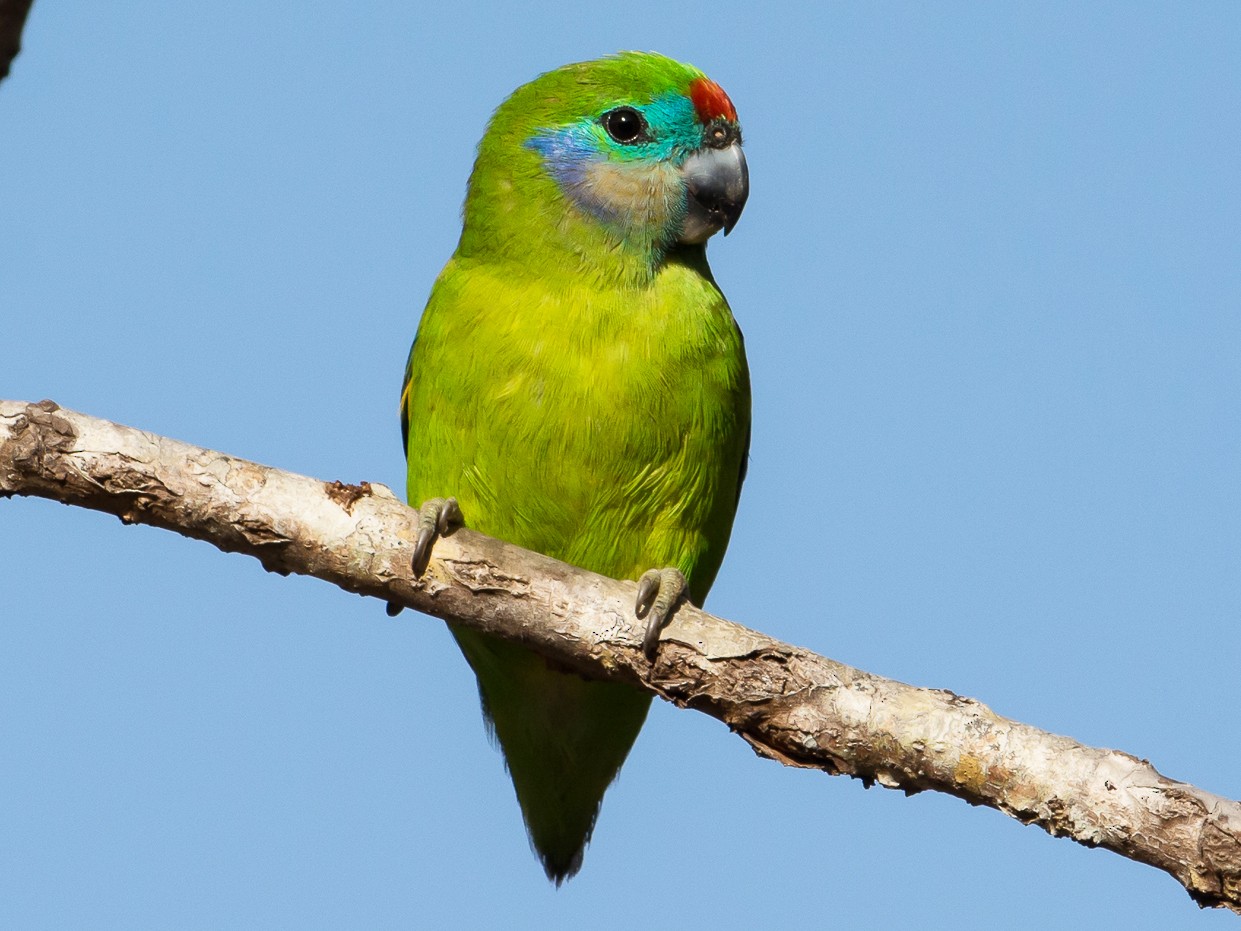 Double-eyed Fig-Parrot - eBird
