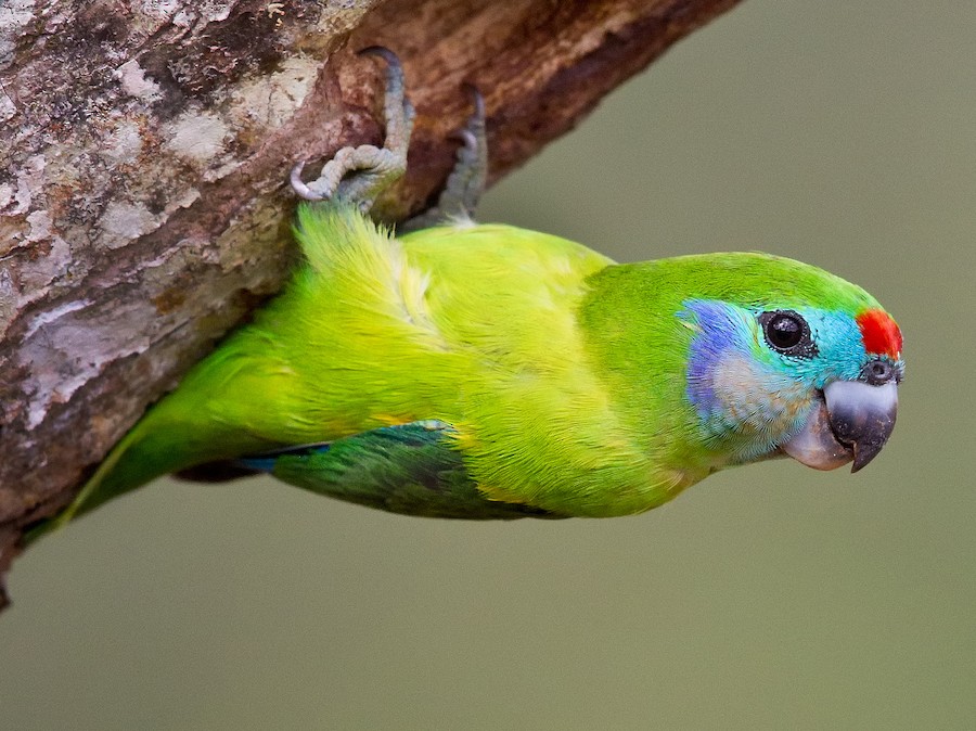 Double-eyed Fig-Parrot - eBird