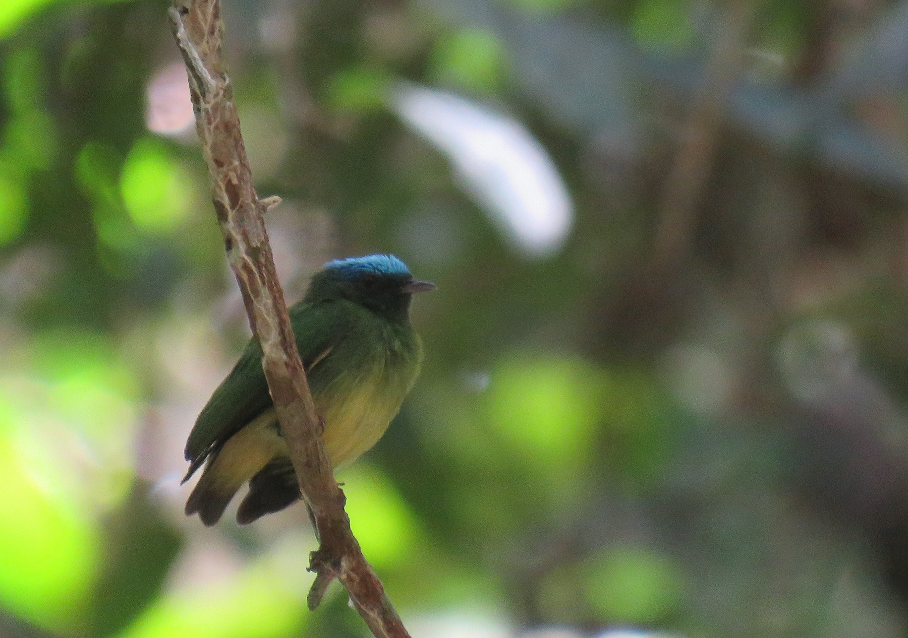 Blue-capped Manakin (Exquisite) - eBird