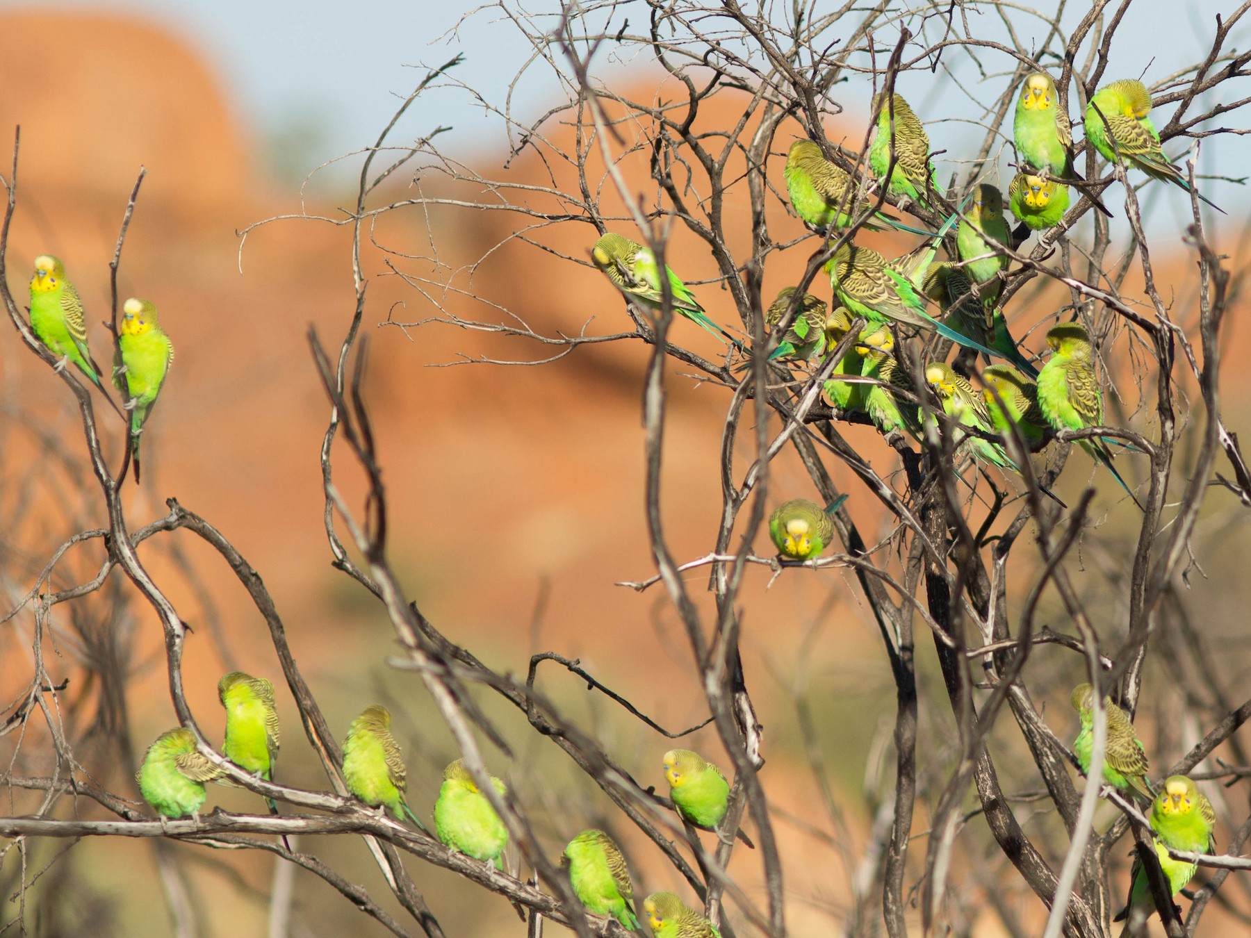Budgerigar - eBird