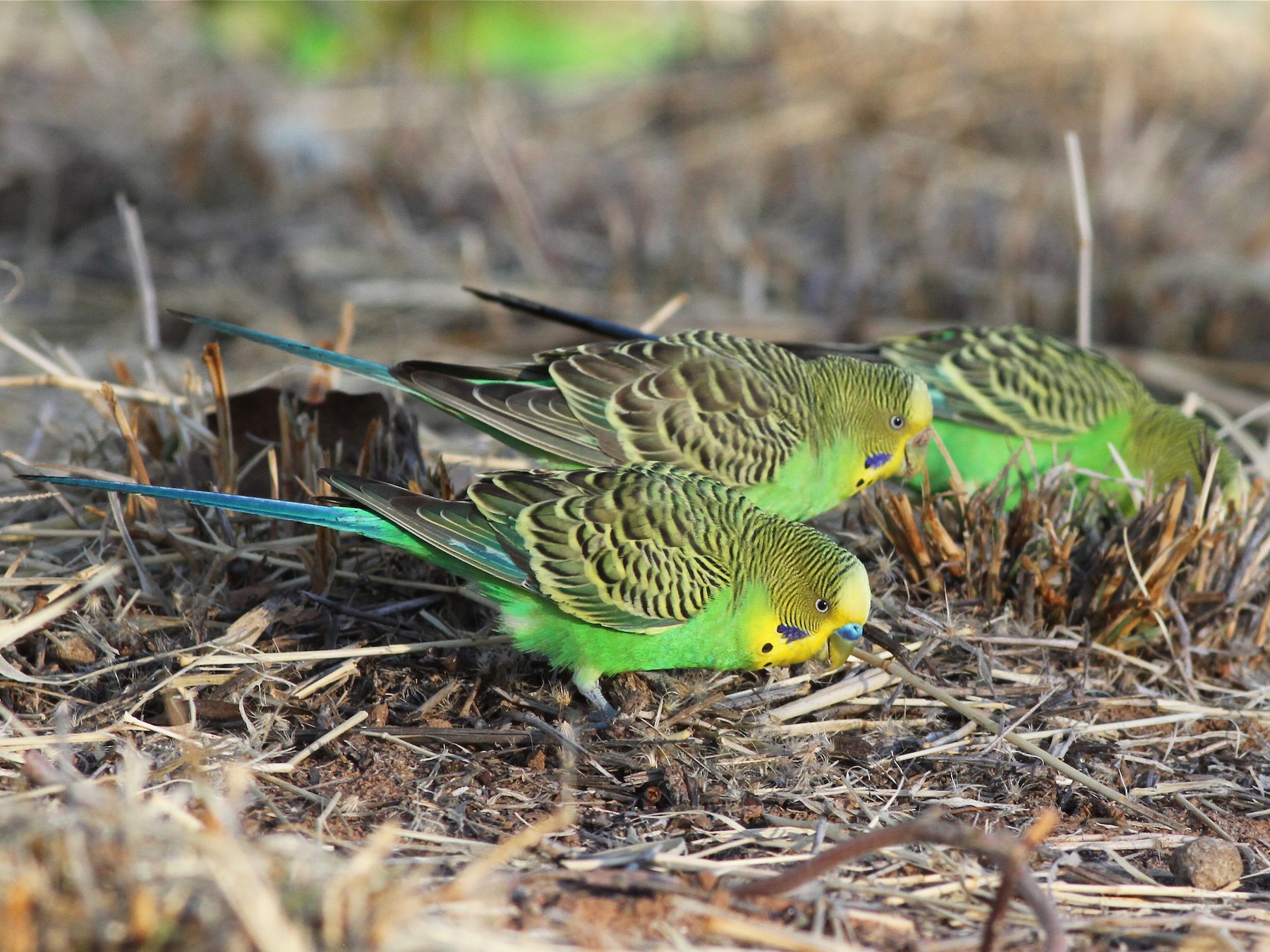 Budgerigar - eBird