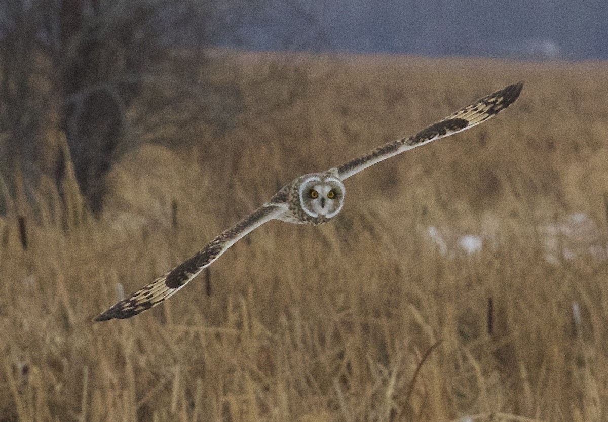 eBird Checklist - 13 Nov 2018 - Manawan (Egg) Lake - 4 species