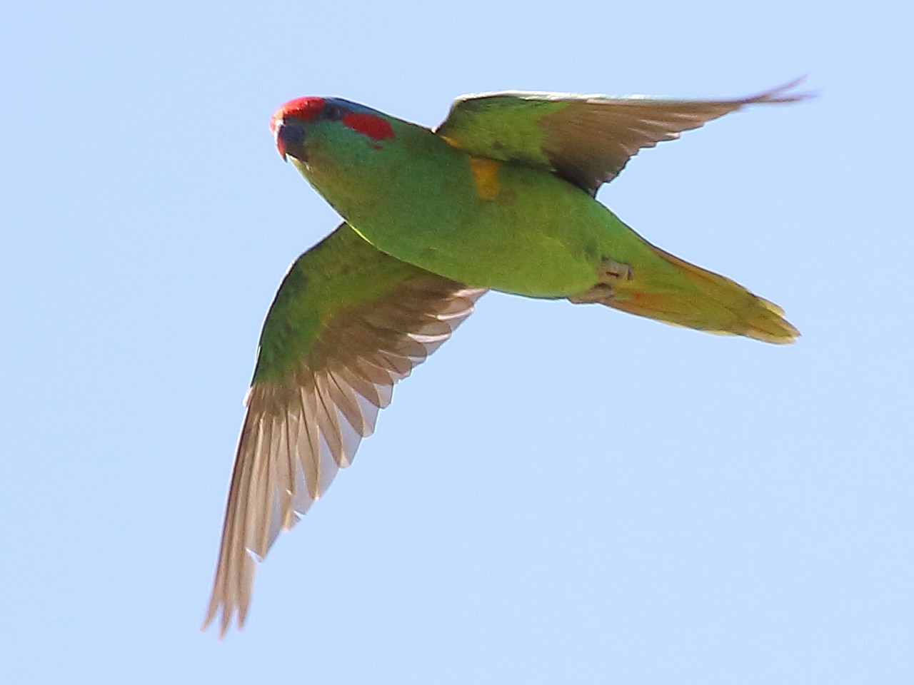 Musk Lorikeet - eBird