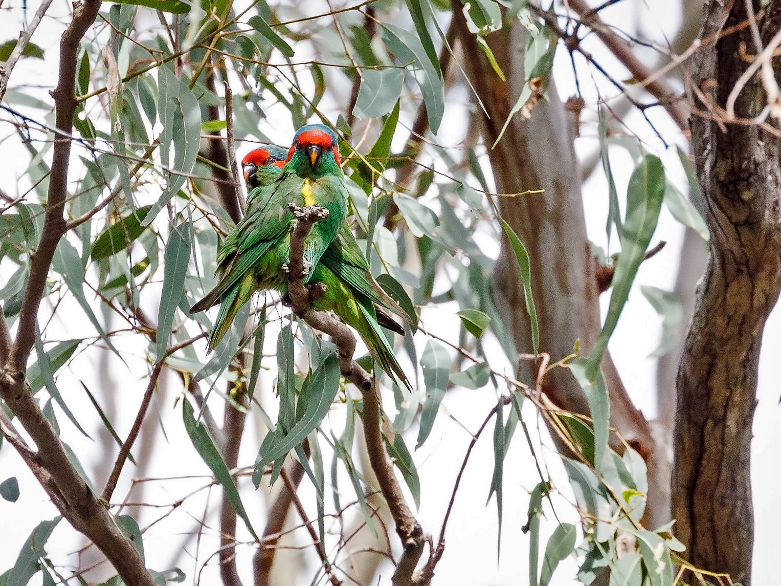 Musk Lorikeet - eBird