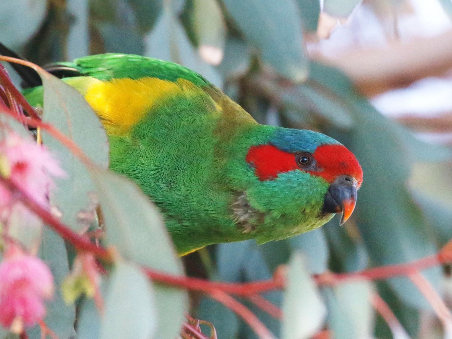 Musk Lorikeet - eBird