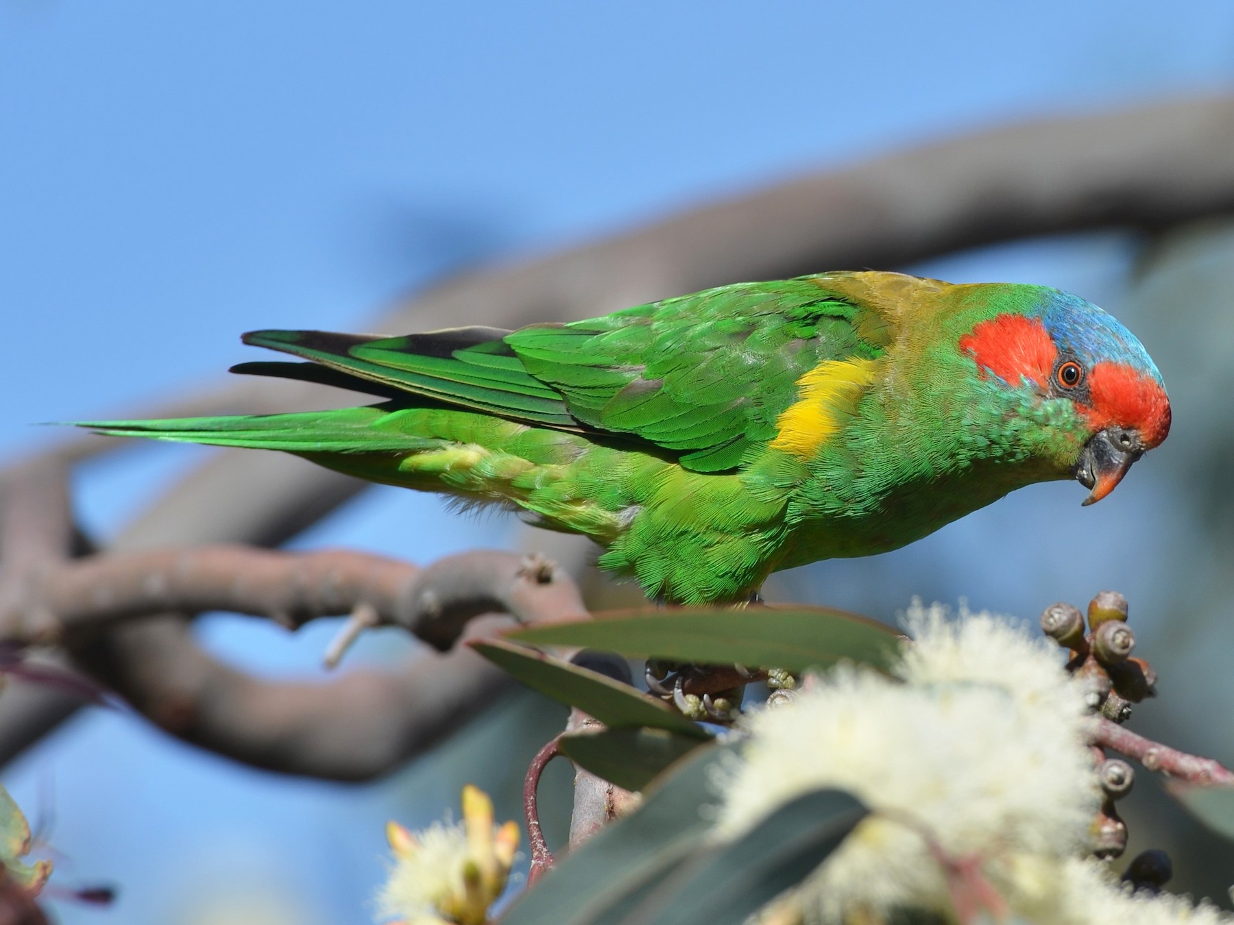 Musk Lorikeet - eBird