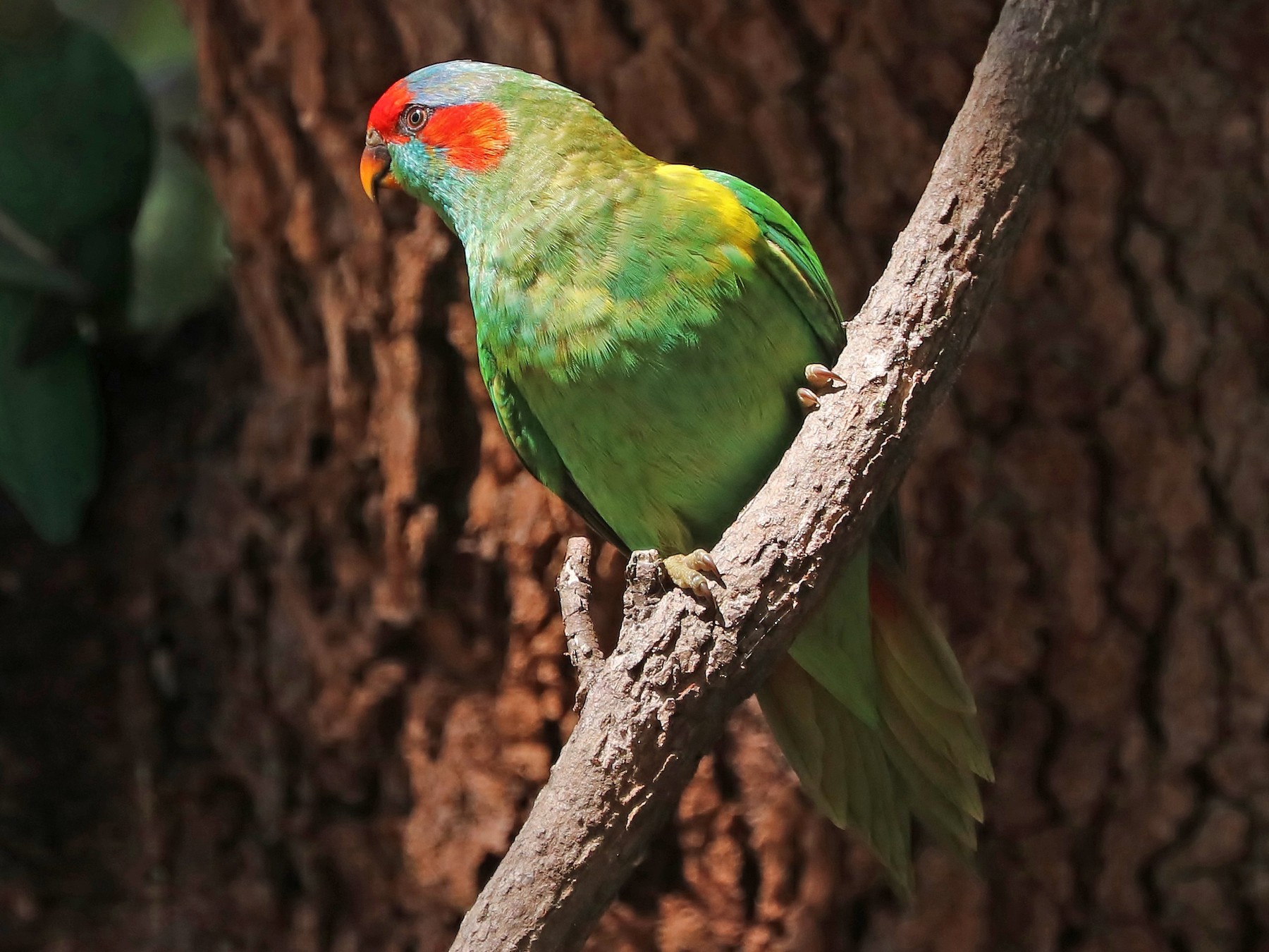 Musk Lorikeet - eBird