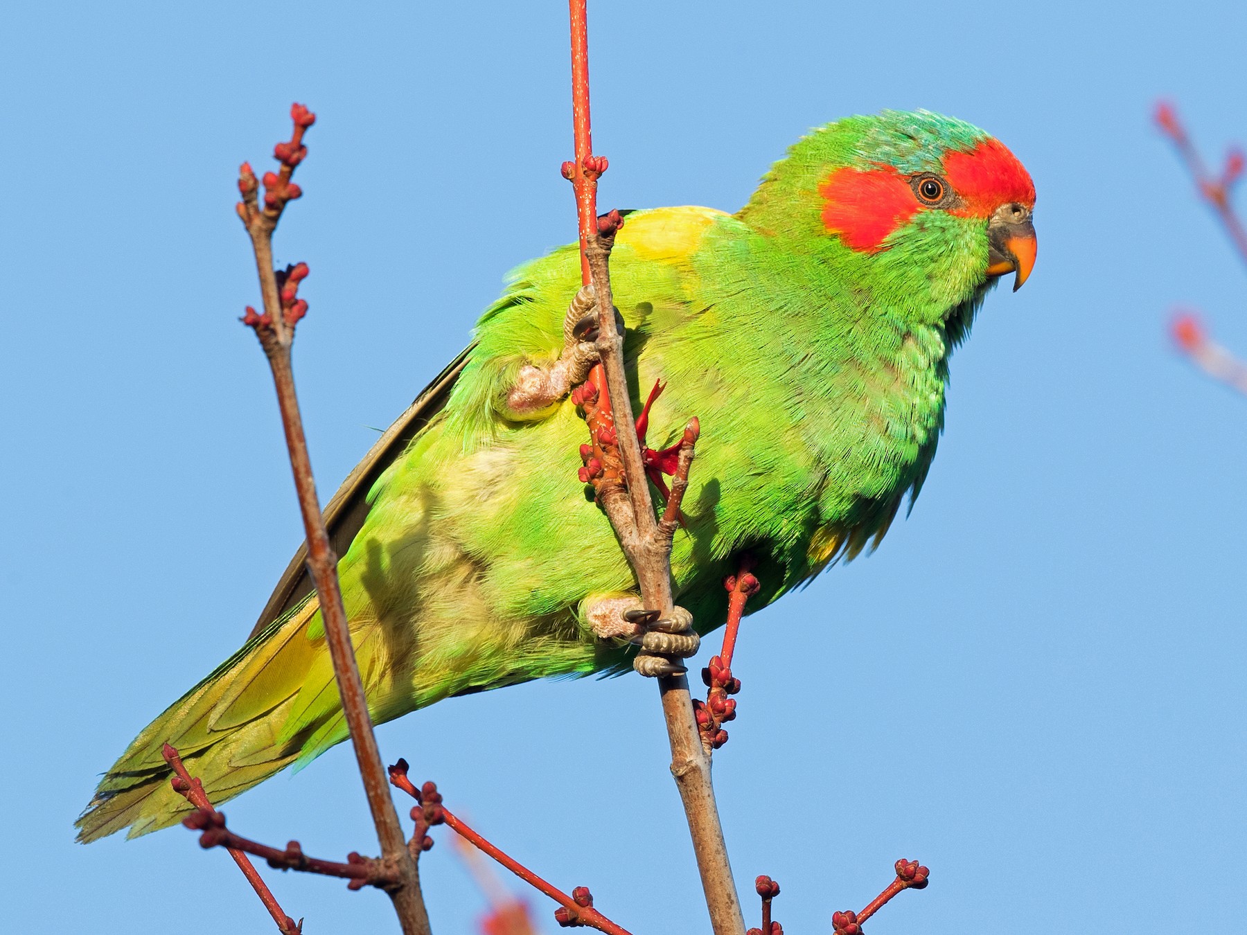 Musk Lorikeet - eBird