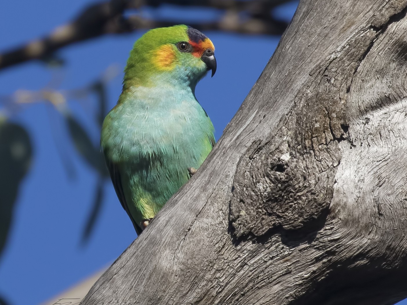 Purple-crowned Lorikeet - eBird