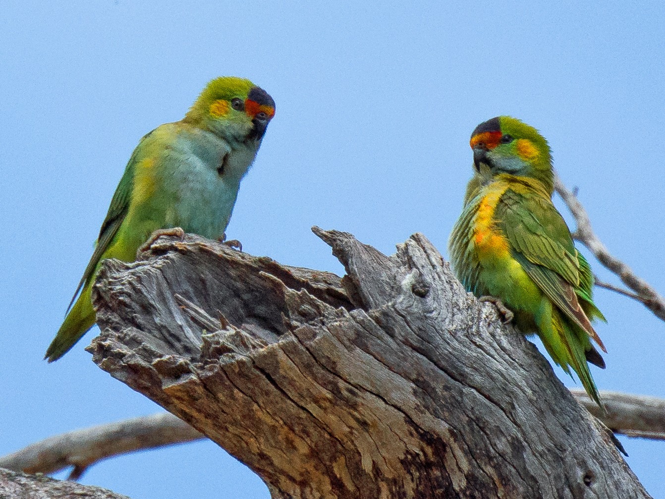Purple-crowned Lorikeet - eBird