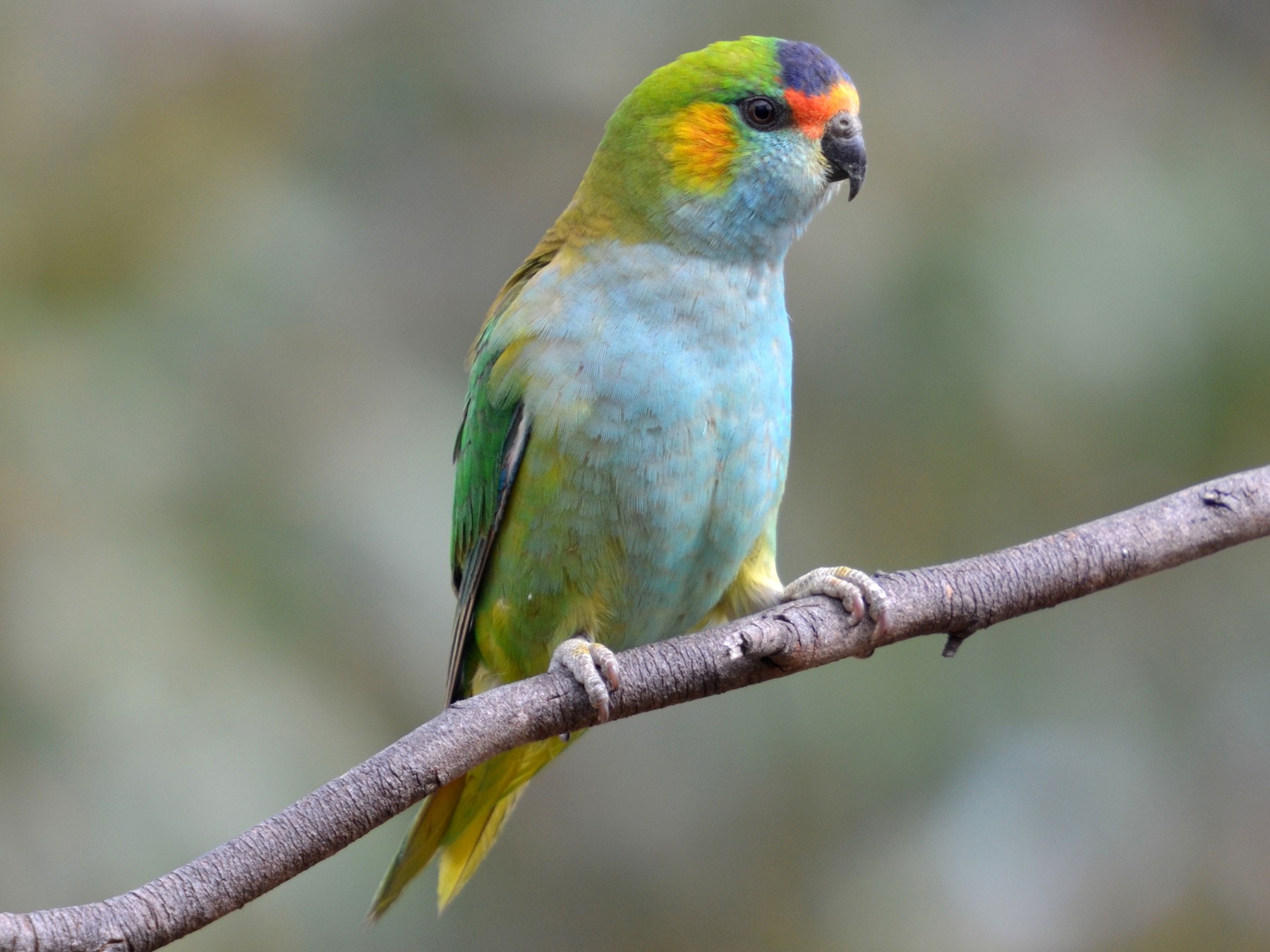 Purple-crowned Lorikeet - eBird
