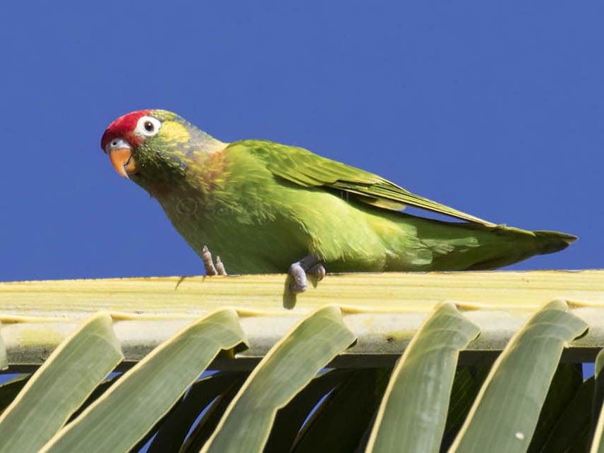 Varied Lorikeet - eBird