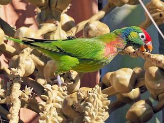 Varied Lorikeet - eBird