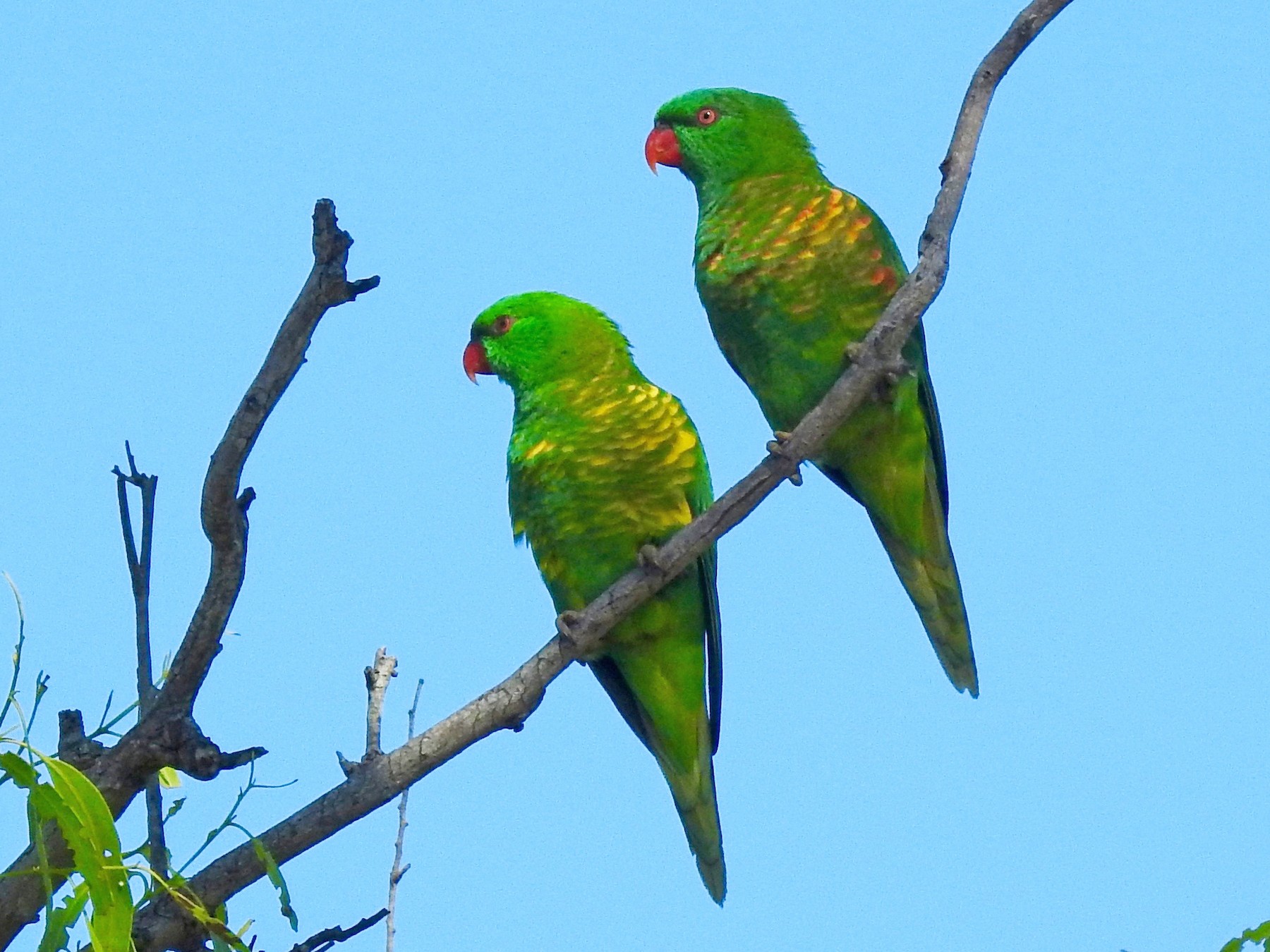 Scaly-breasted Lorikeet - eBird