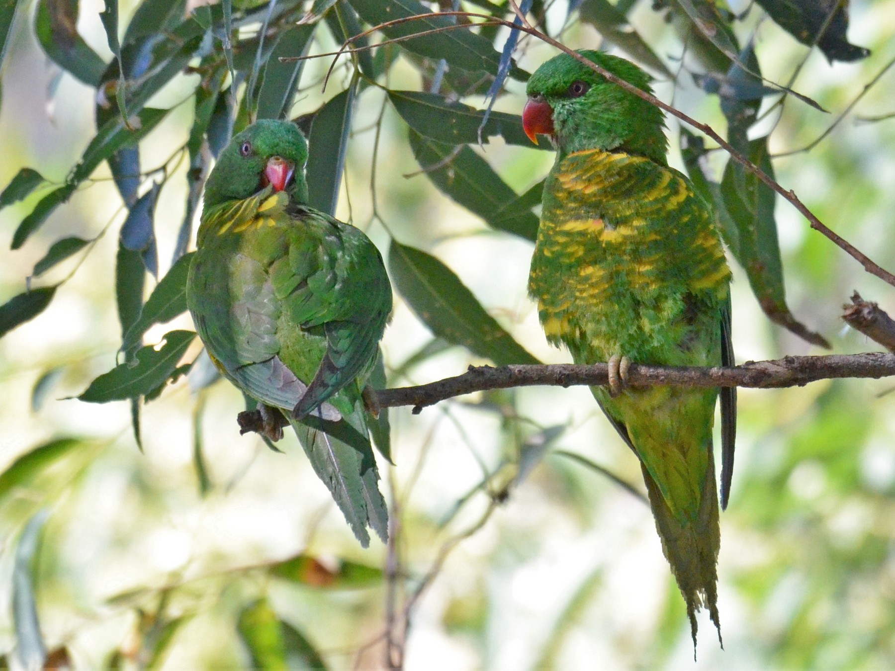 Scaly-breasted lorikeet - eBird