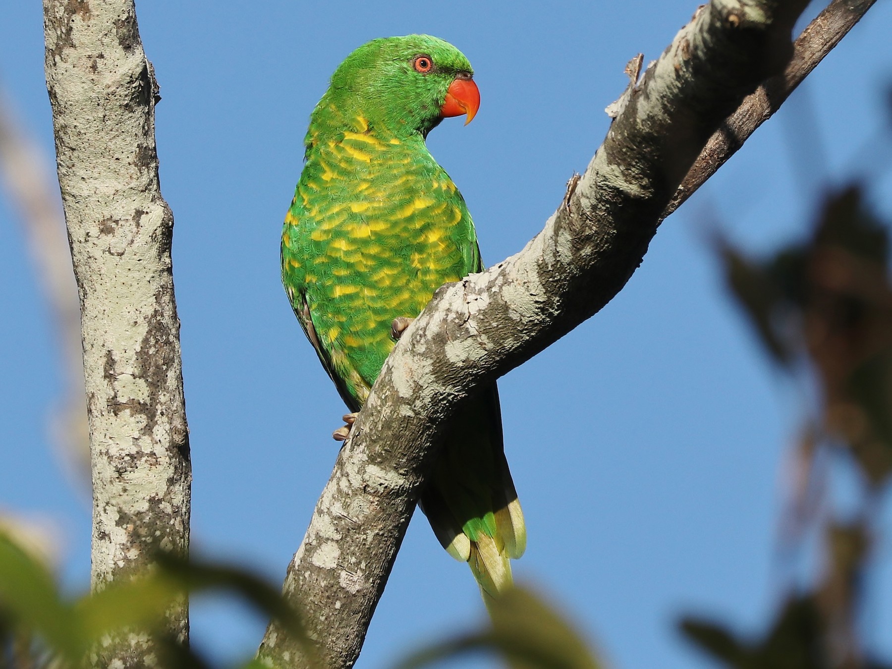 Scaly-breasted Lorikeet - eBird