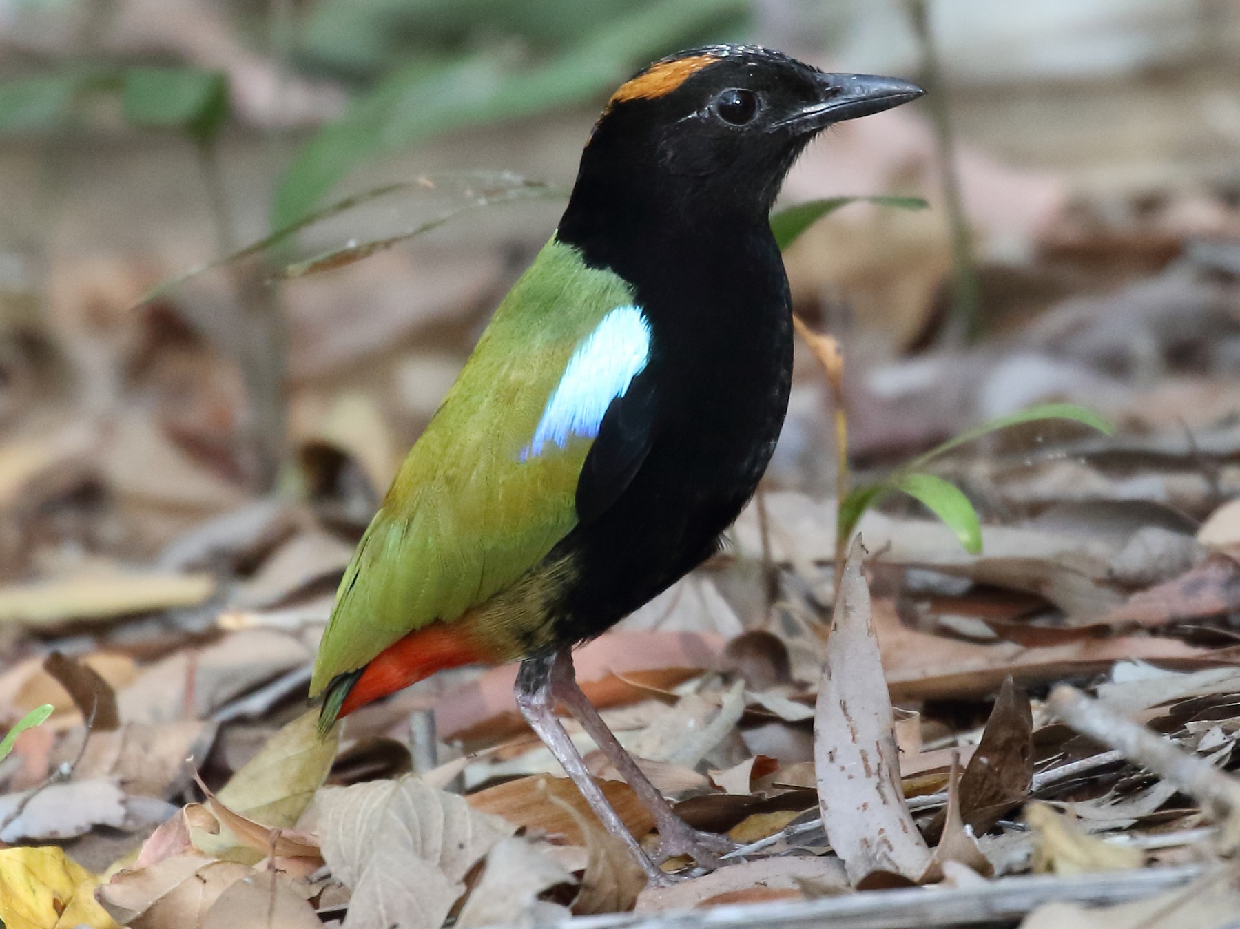 Rainbow Pitta - eBird