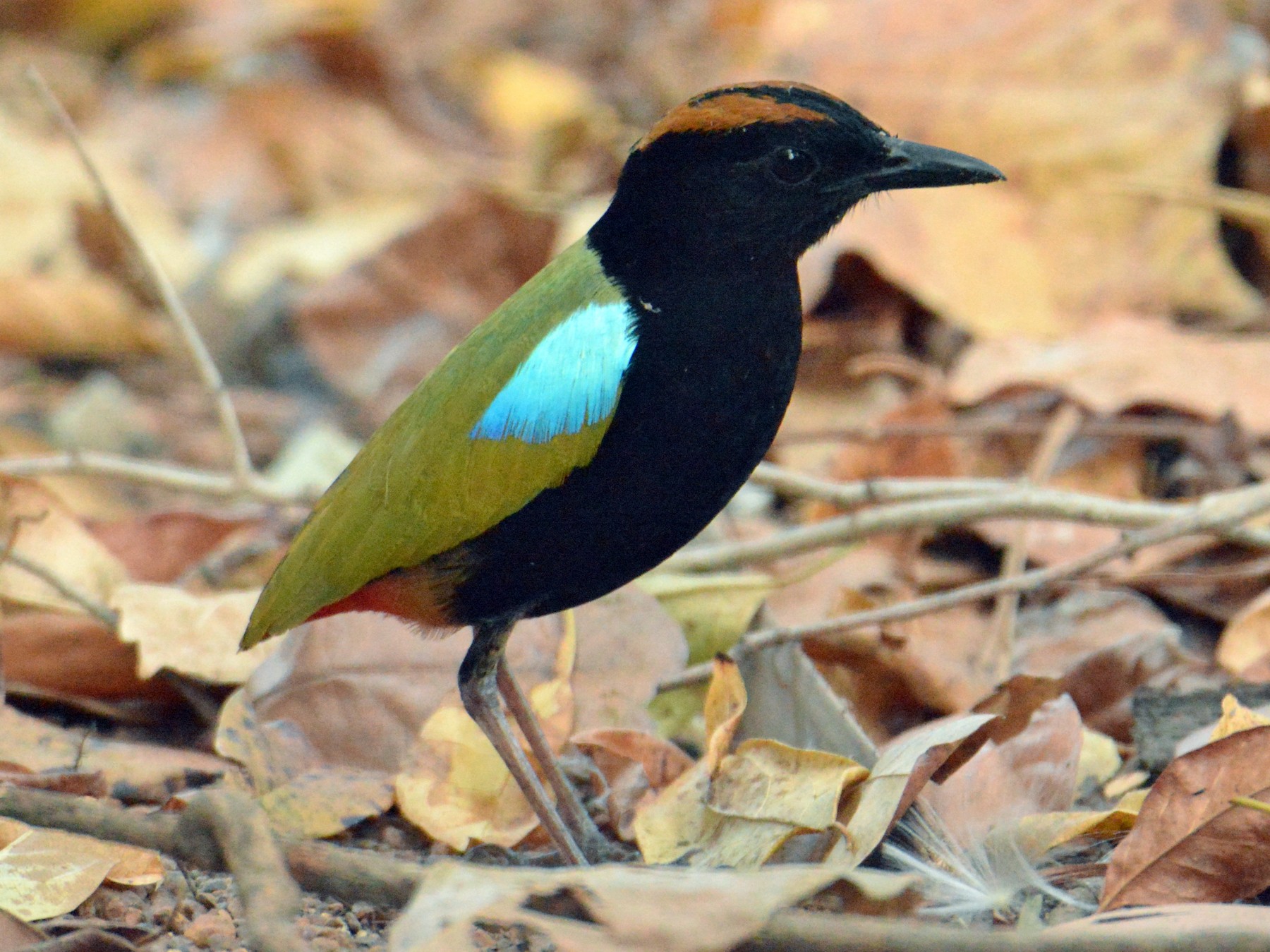 rainbow pitta - eBird