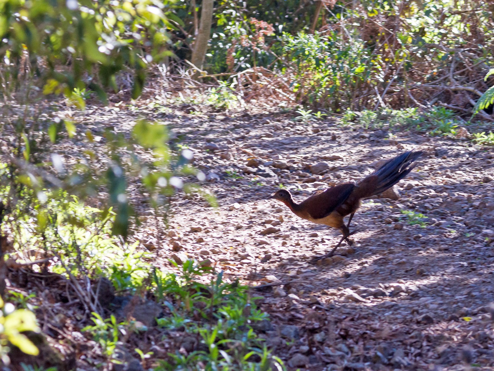 Albert's Lyrebird - eBird