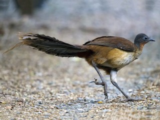 Albert's Lyrebird - Menura alberti - Birds of the World
