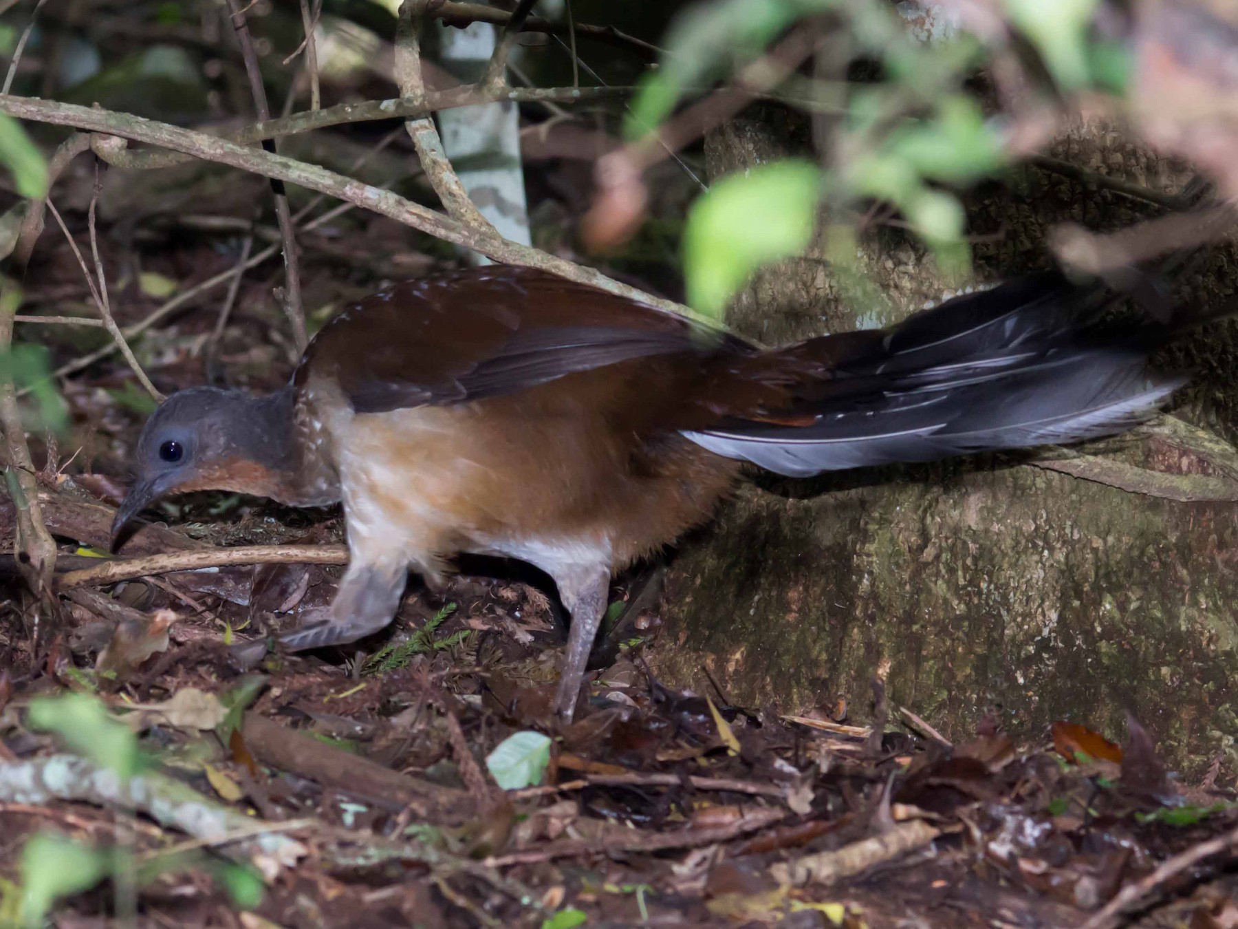 Albert's Lyrebird - eBird