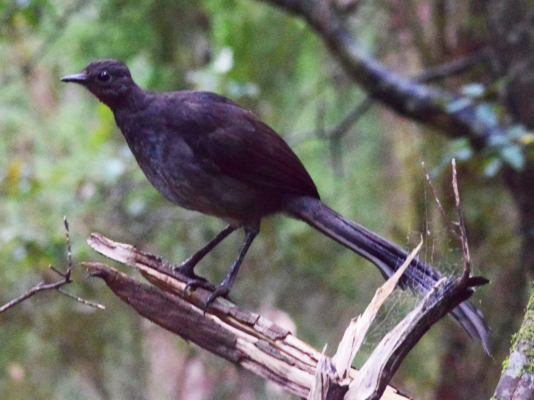 Superb Lyrebird - eBird