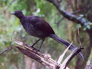 Superb Lyrebird - eBird