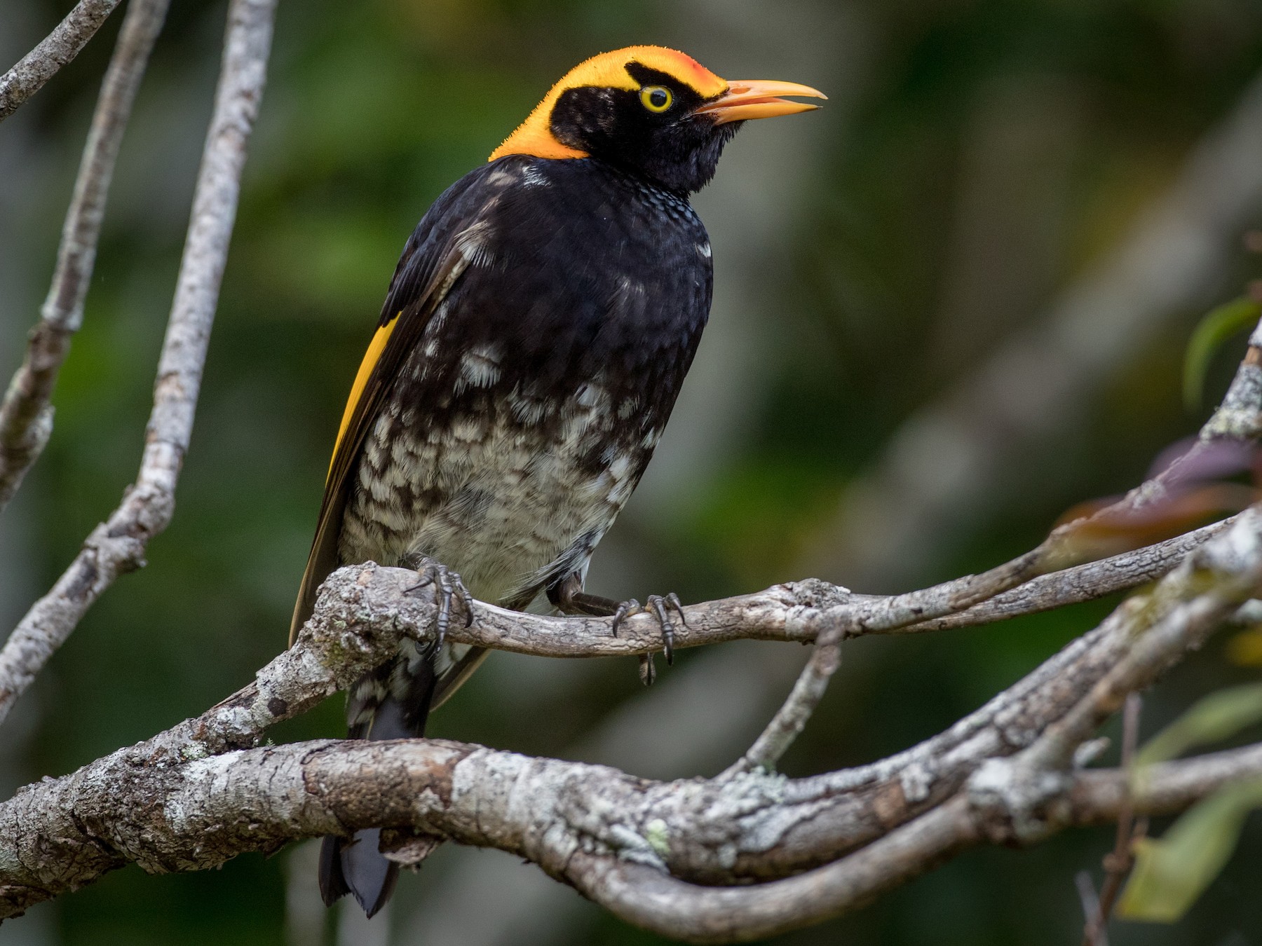 Regent Bowerbird - eBird