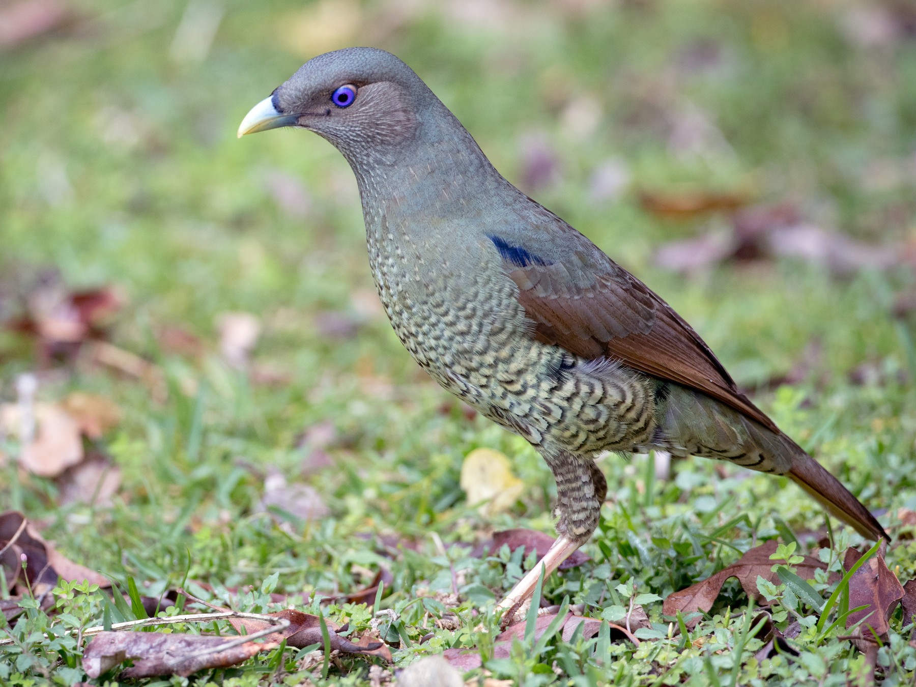 Bower Bird