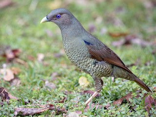 Satin Bowerbird - eBird