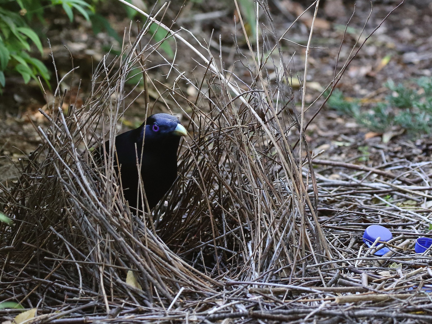 Satin Bowerbird - eBird