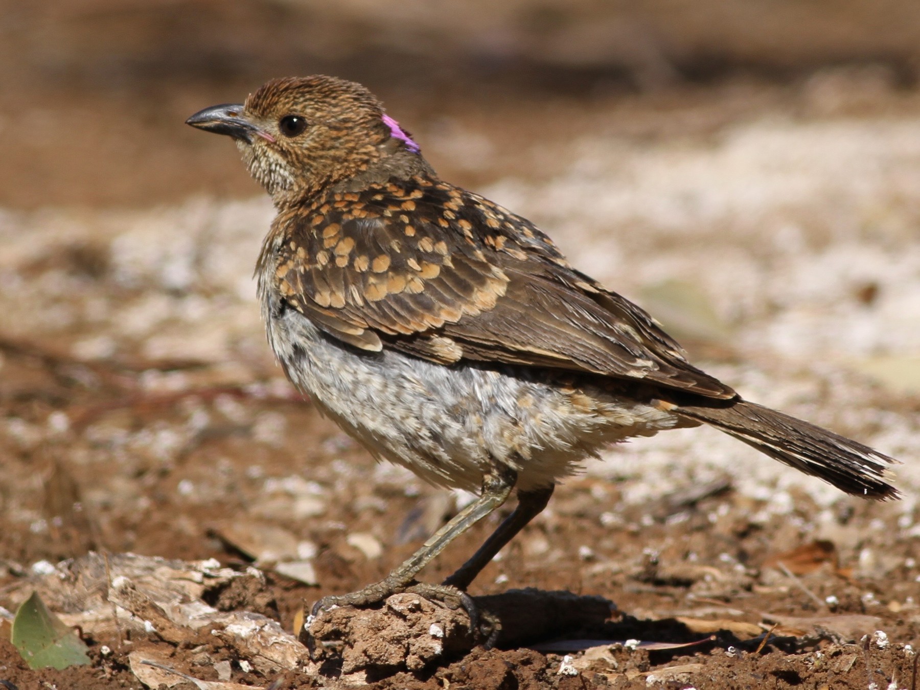 Spotted Bowerbird - eBird