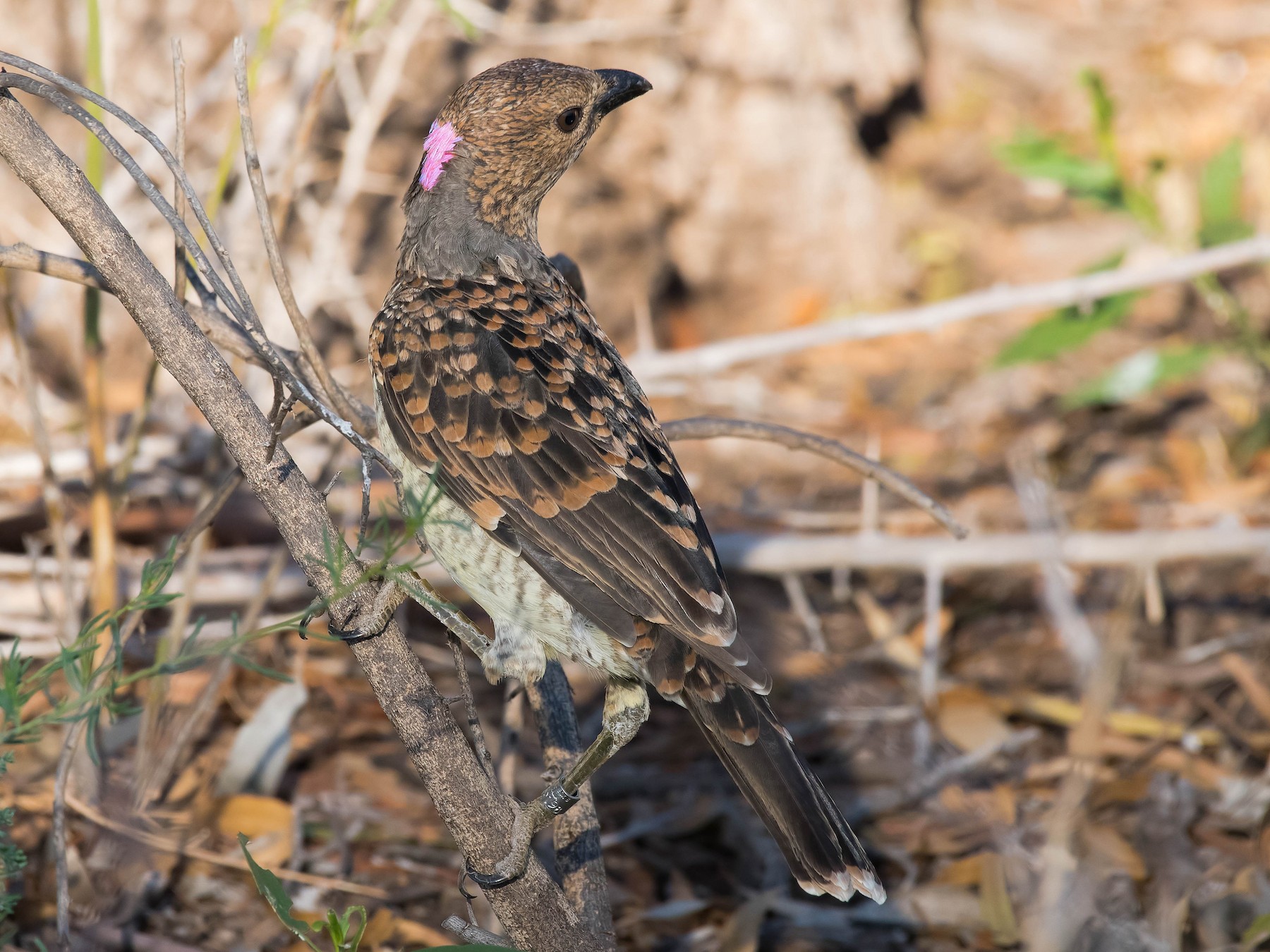 Spotted Bowerbird - eBird