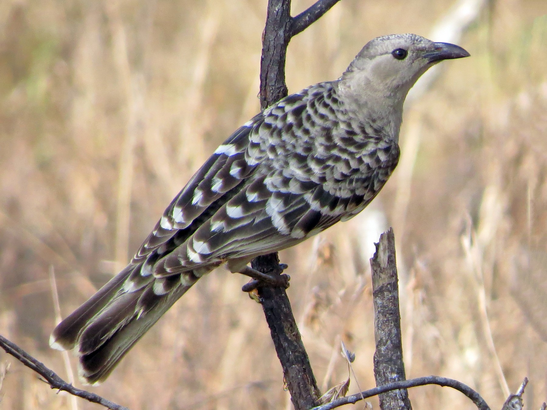 Great Bowerbird - eBird
