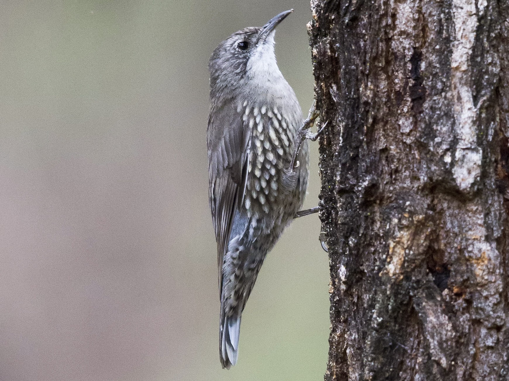 White-throated Treecreeper - eBird
