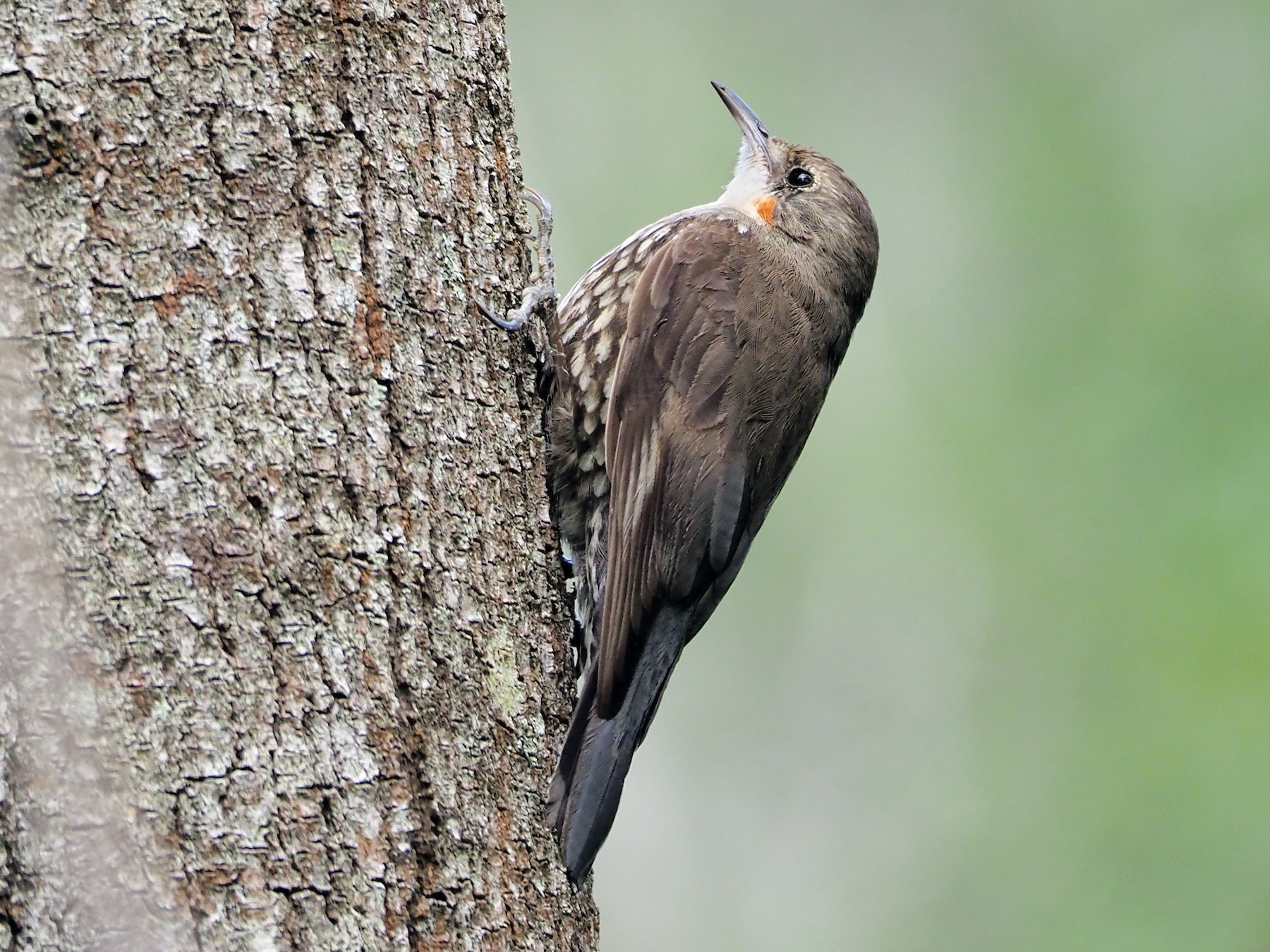 White-throated Treecreeper - eBird