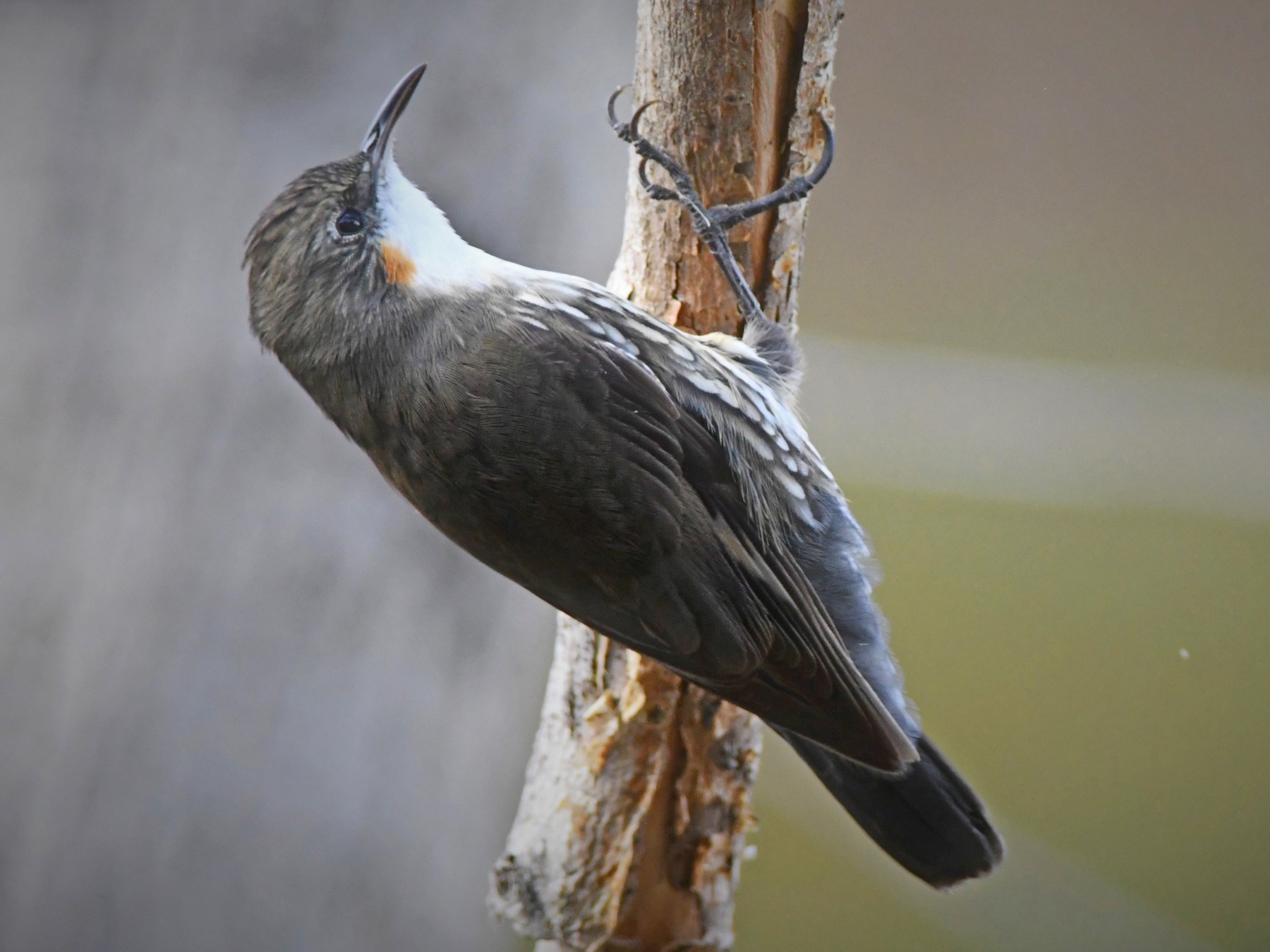White-throated Treecreeper - eBird