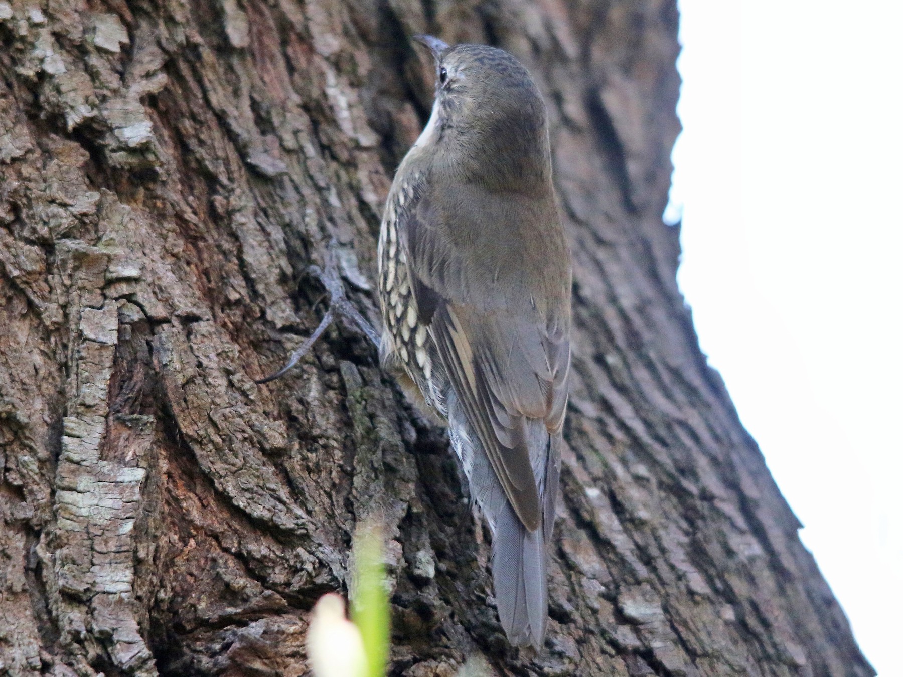 White-throated Treecreeper - eBird