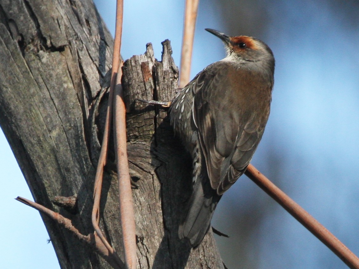 Red-browed Treecreeper - eBird