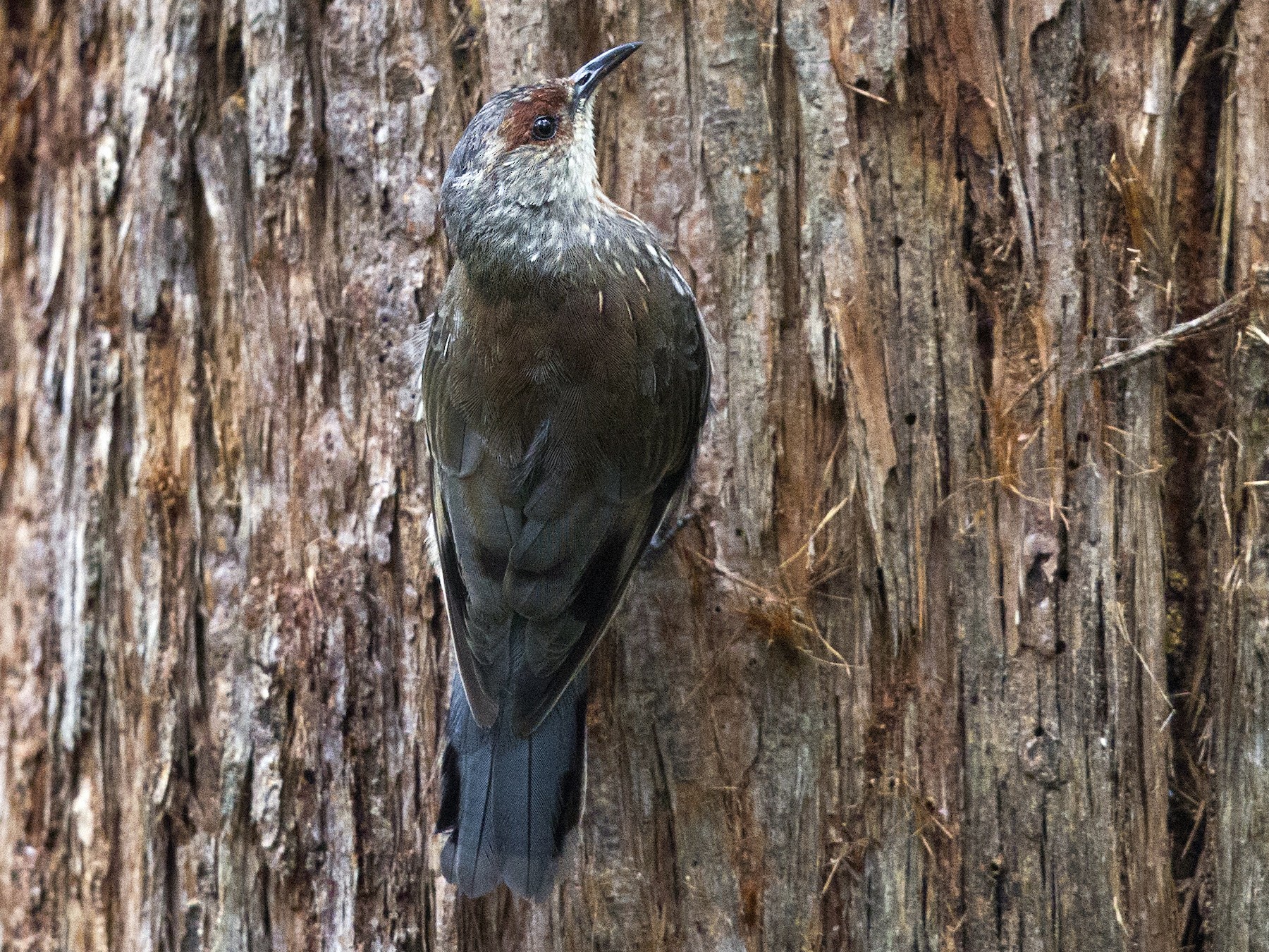 Red-browed Treecreeper - eBird