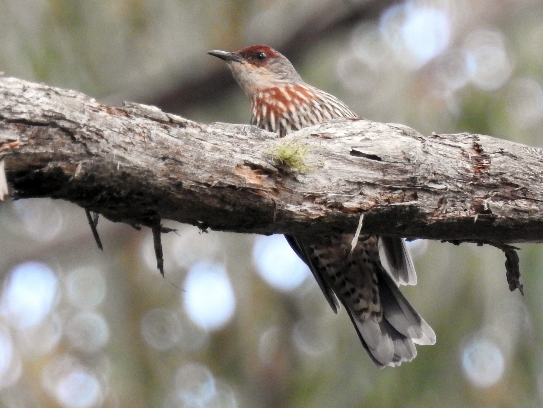 Red-browed Treecreeper - eBird