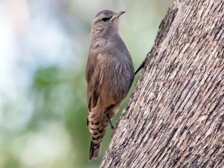 Brown Treecreeper - eBird
