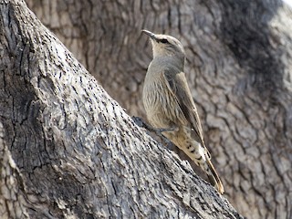 Brown Treecreeper - eBird