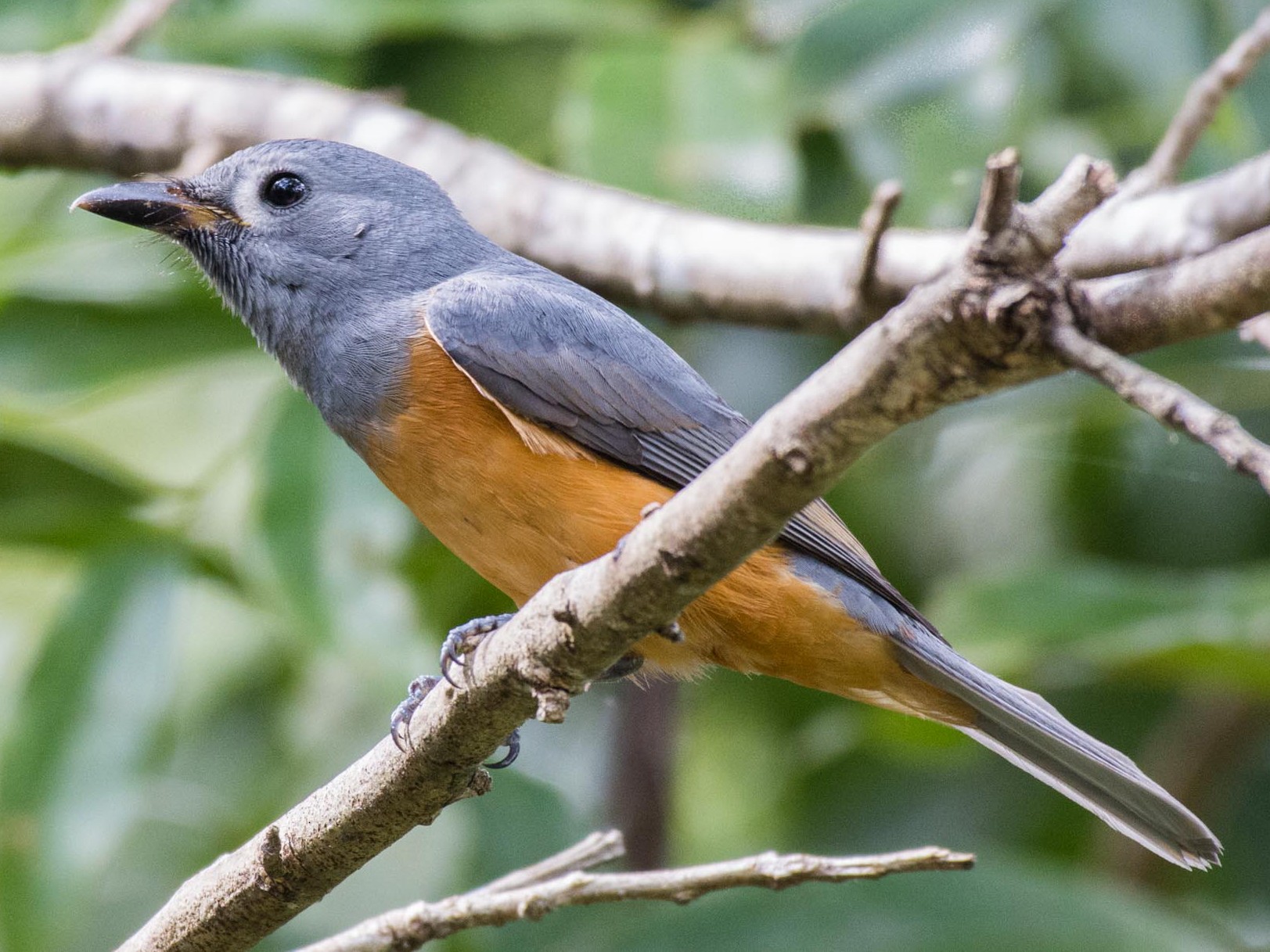 Black-faced Monarch - eBird